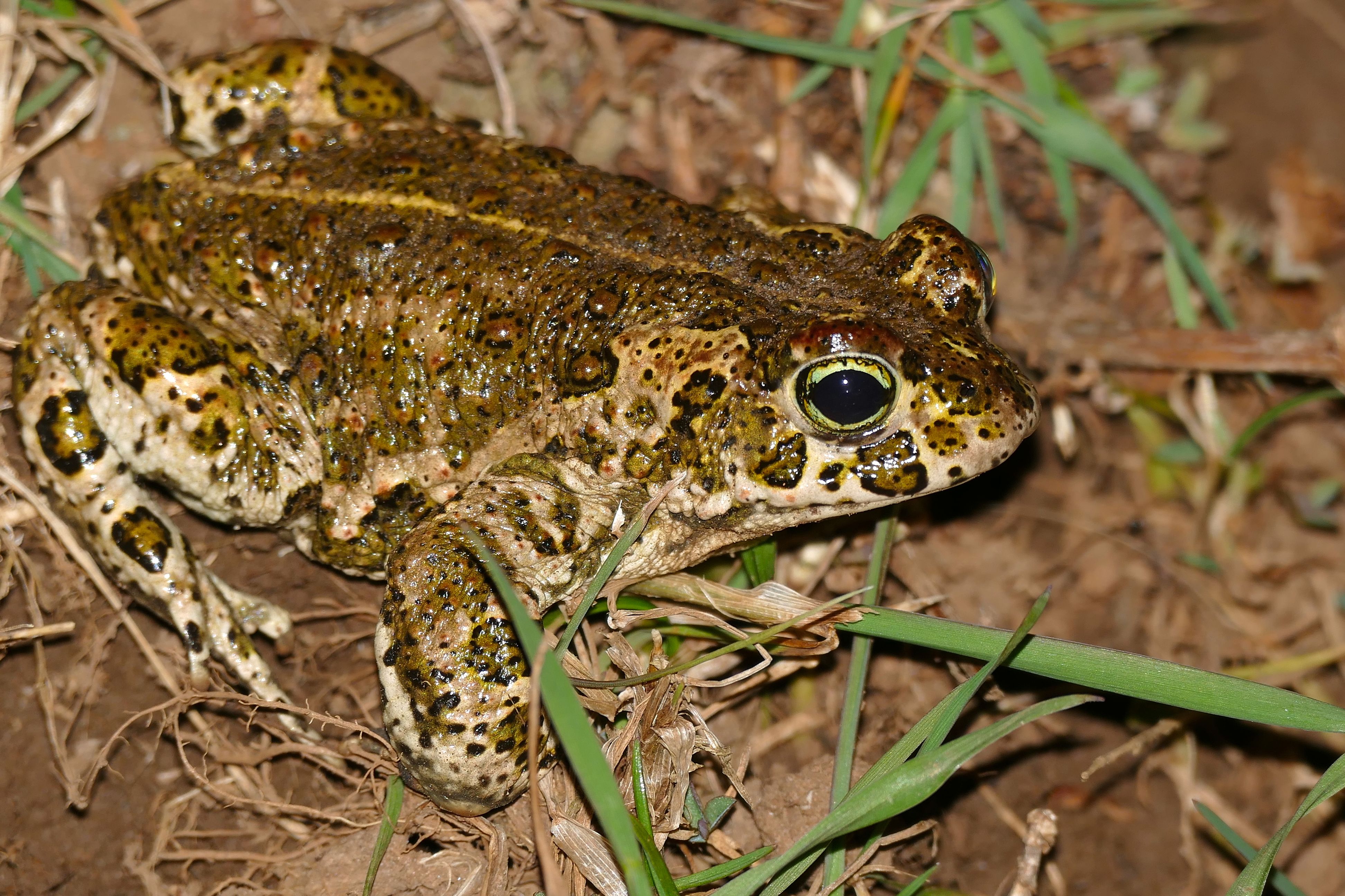 Natterjack toad - AmphiBiom